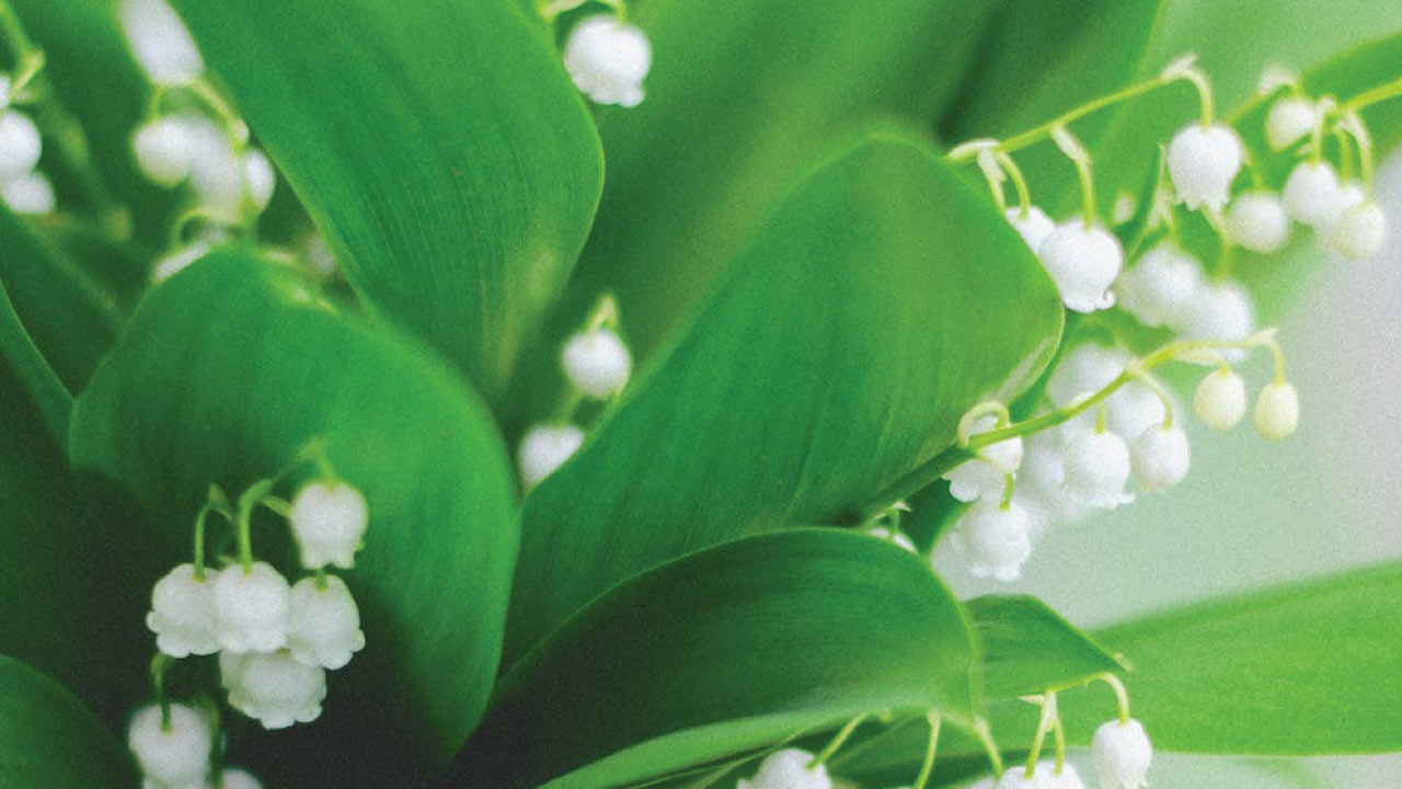 17 Best Gift Ideas for May Birthdays | For Her